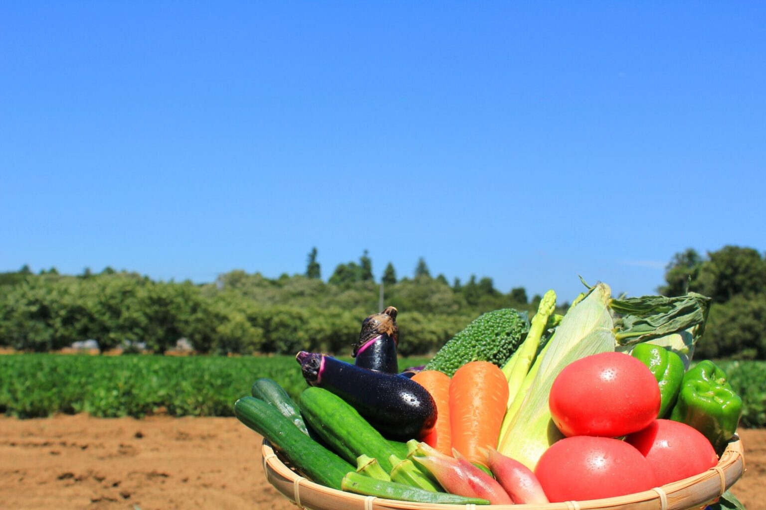 Vegetables | Jcam Agri Co.
